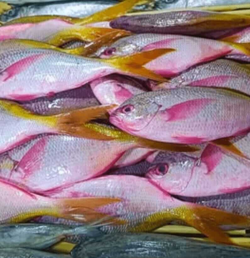 Dalagang Bukid Lapad – Preskocart