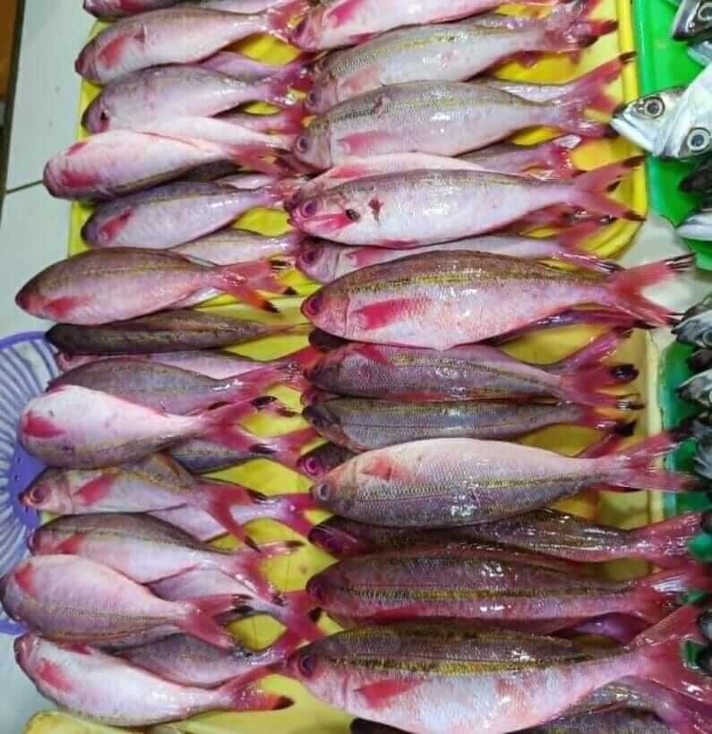 Dalagang Bukid Fish