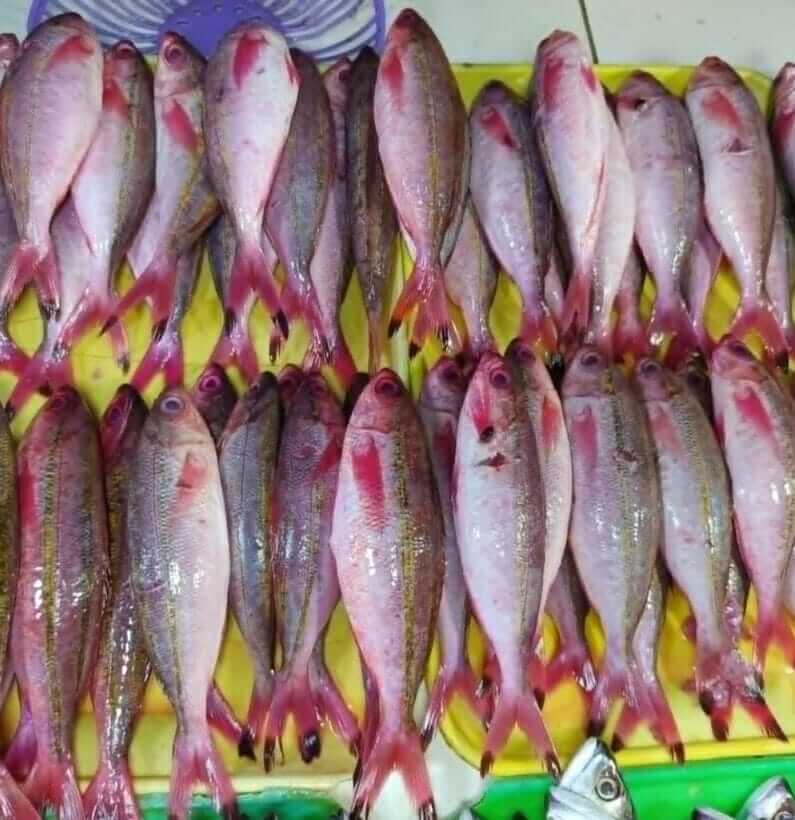 Dalagang Bukid Bilog