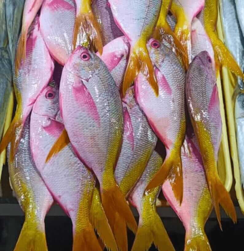 Dalagang Bukid Lapad